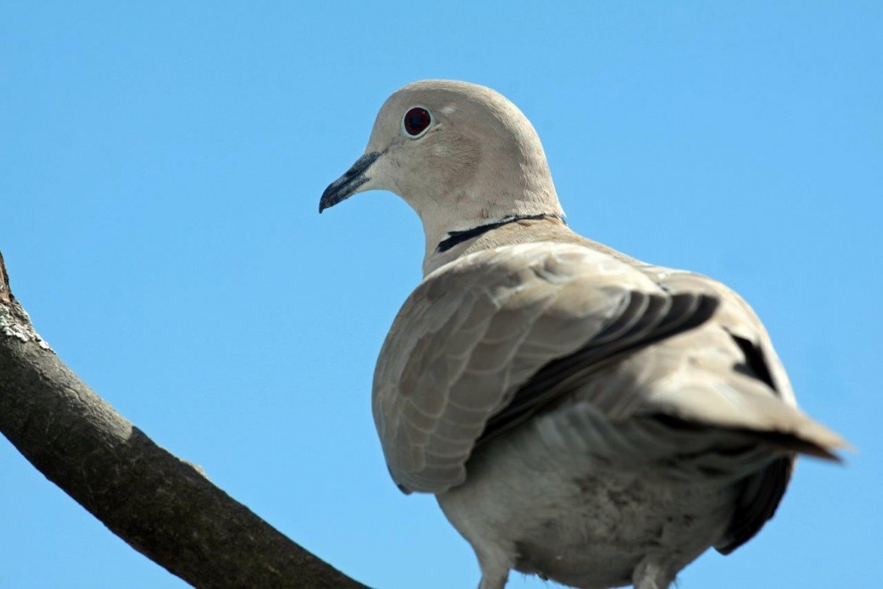 Die Taube: 5 spannende Fakten über Tauben - PETA Kids