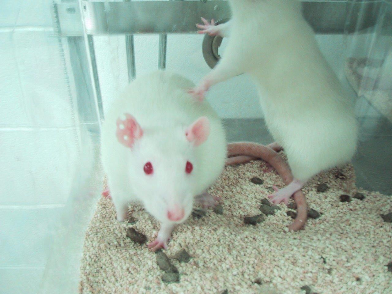 Tierversuche: Was passiert mit den Tieren im Versuchslabor?