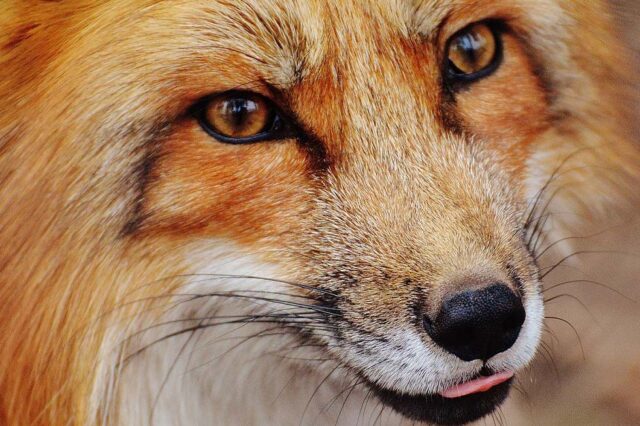 7 spannende Fakten über Füchse, die du noch nicht kennst