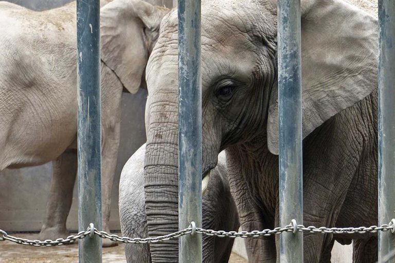 Tiere im Zoo: Welche Tiere leben im Zoo und wie geht es ihnen dort ...