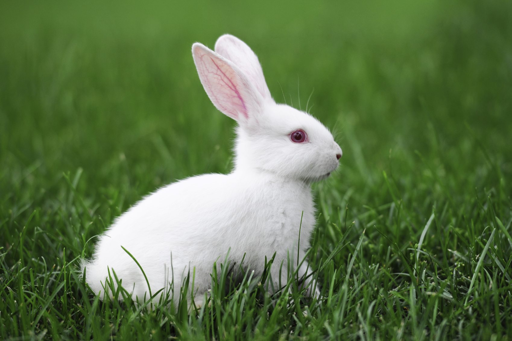 hase-000013365919-c-istockphoto-phototalk - PETAkids
