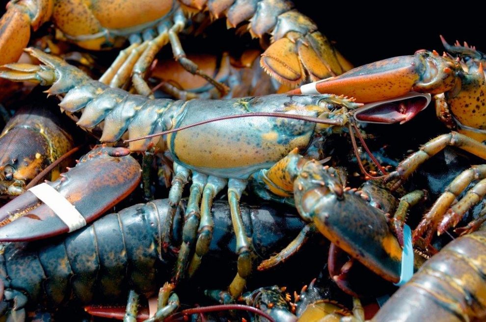 Hummer – lebendig gekocht werden tut weh - PETA Kids