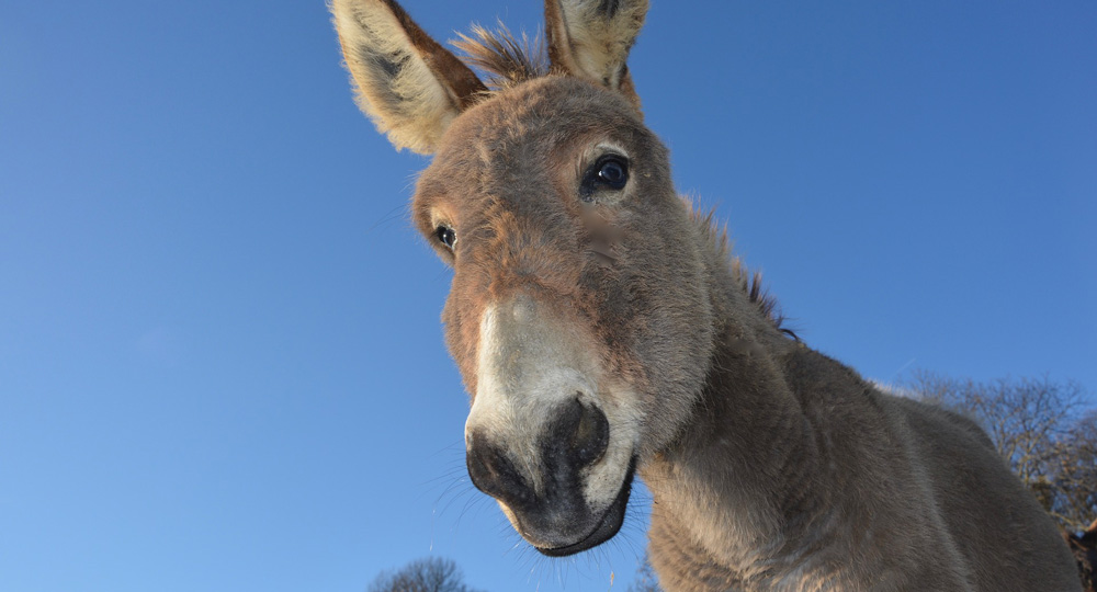 3 coole Fakten über Esel und Maultiere - PETAkids