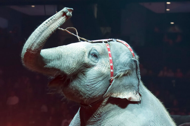 „Zirkustiere“: Warum du keinen Zirkus mit Tieren besuchen solltest