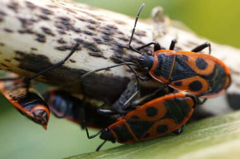 6 Gründe, warum Feuerwanzen tolle Tiere sind