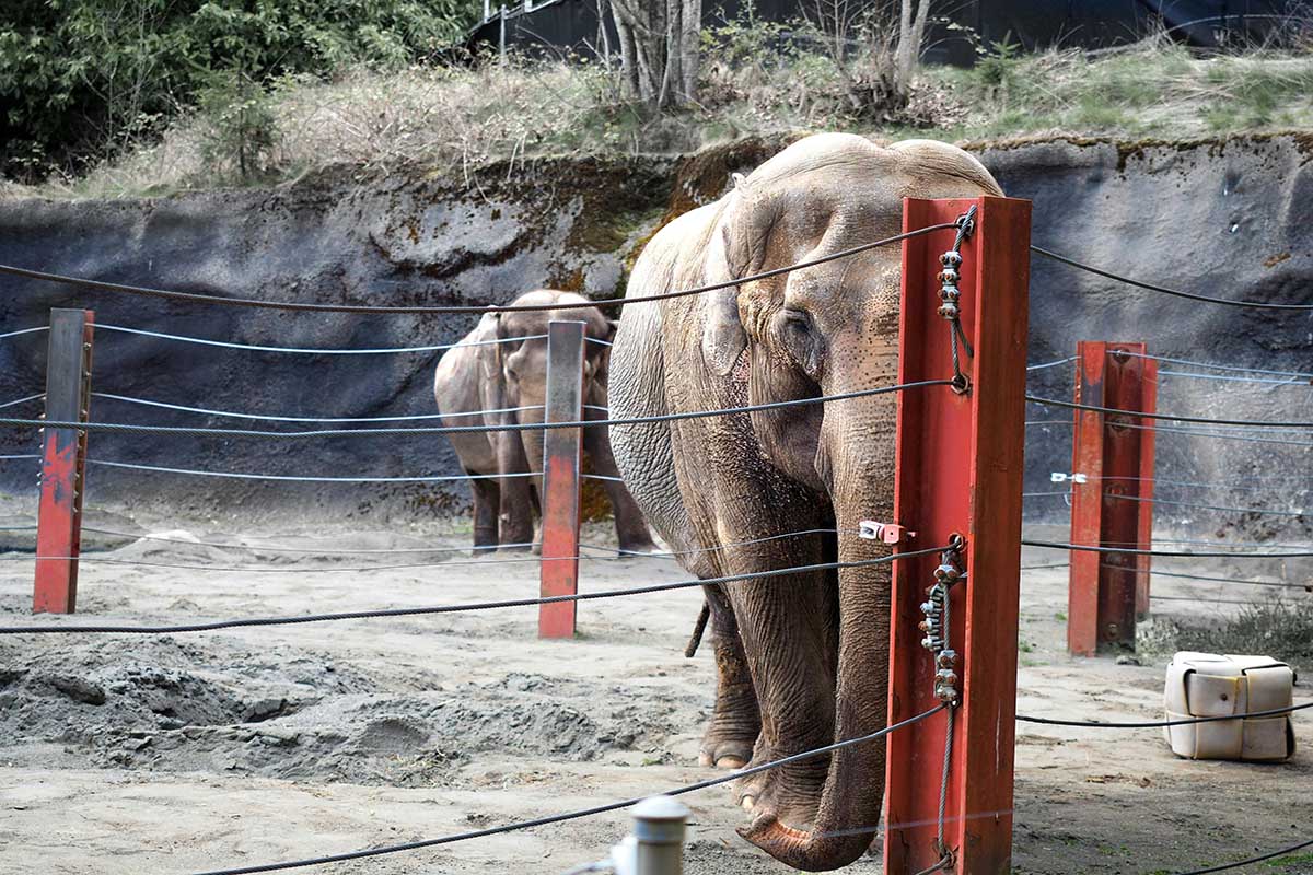 Tiere im Zoo: Welche Tiere leben im Zoo? - PETA Kids