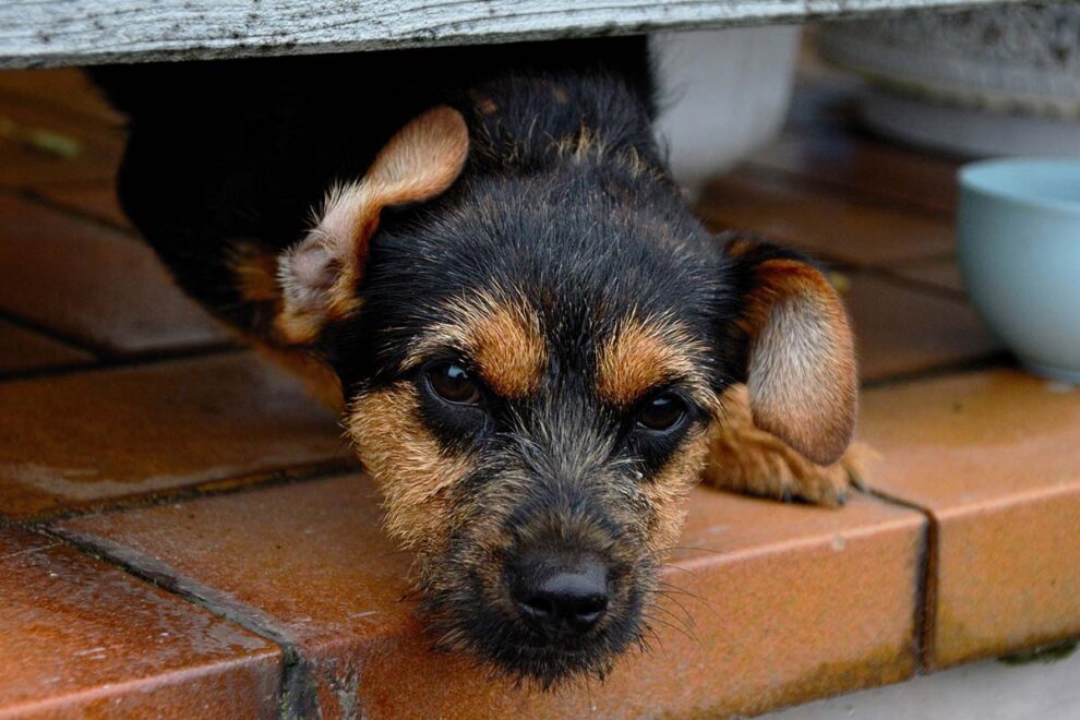 Welpenhandel: So leiden die Tierbabys - PETA Kids